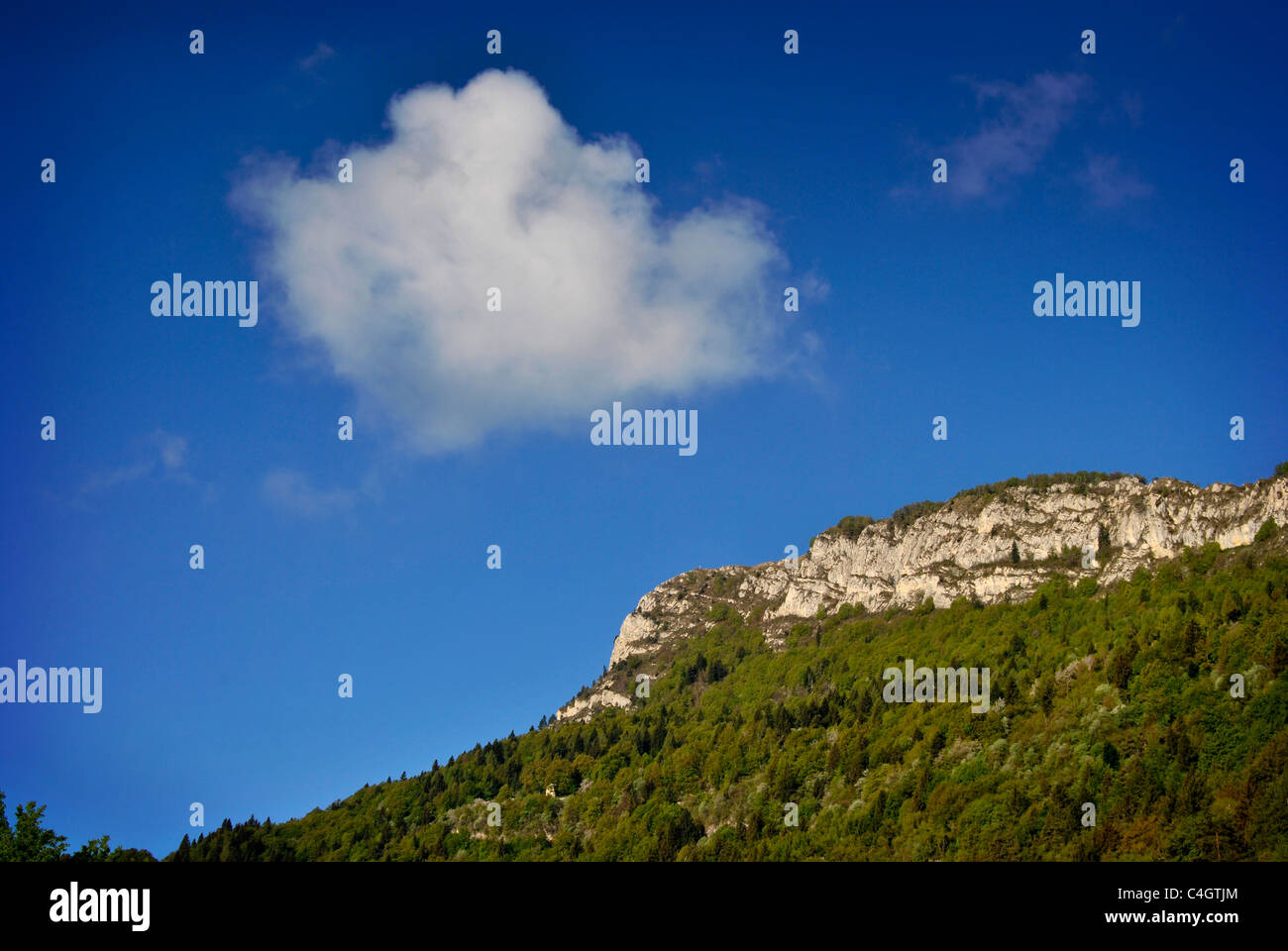 Aspen and evergreen trees in Trentino Alto Adige, Italy Stock Photo - Alamy