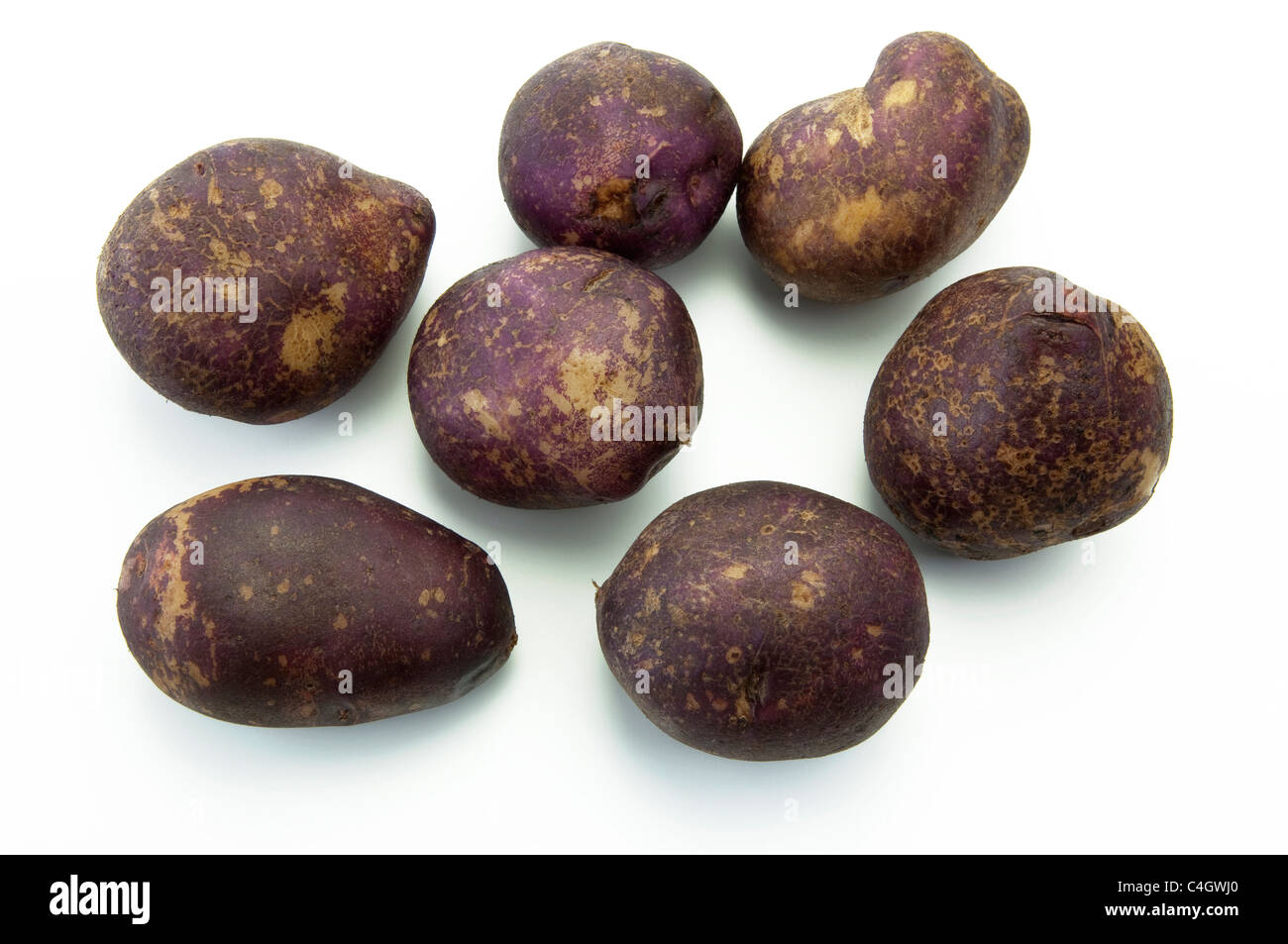 Potato (Solanum tuberosum Yetholm Gypsy). Potatoes , studio picture ...