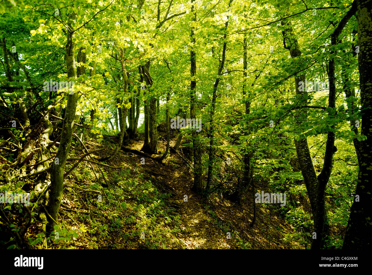 Great image looking out over the forests Stock Photo - Alamy