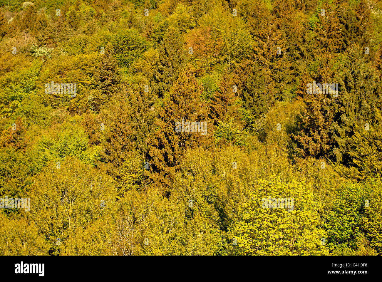 Aspen and evergreen trees in Trentino Alto Adige, Italy Stock Photo - Alamy