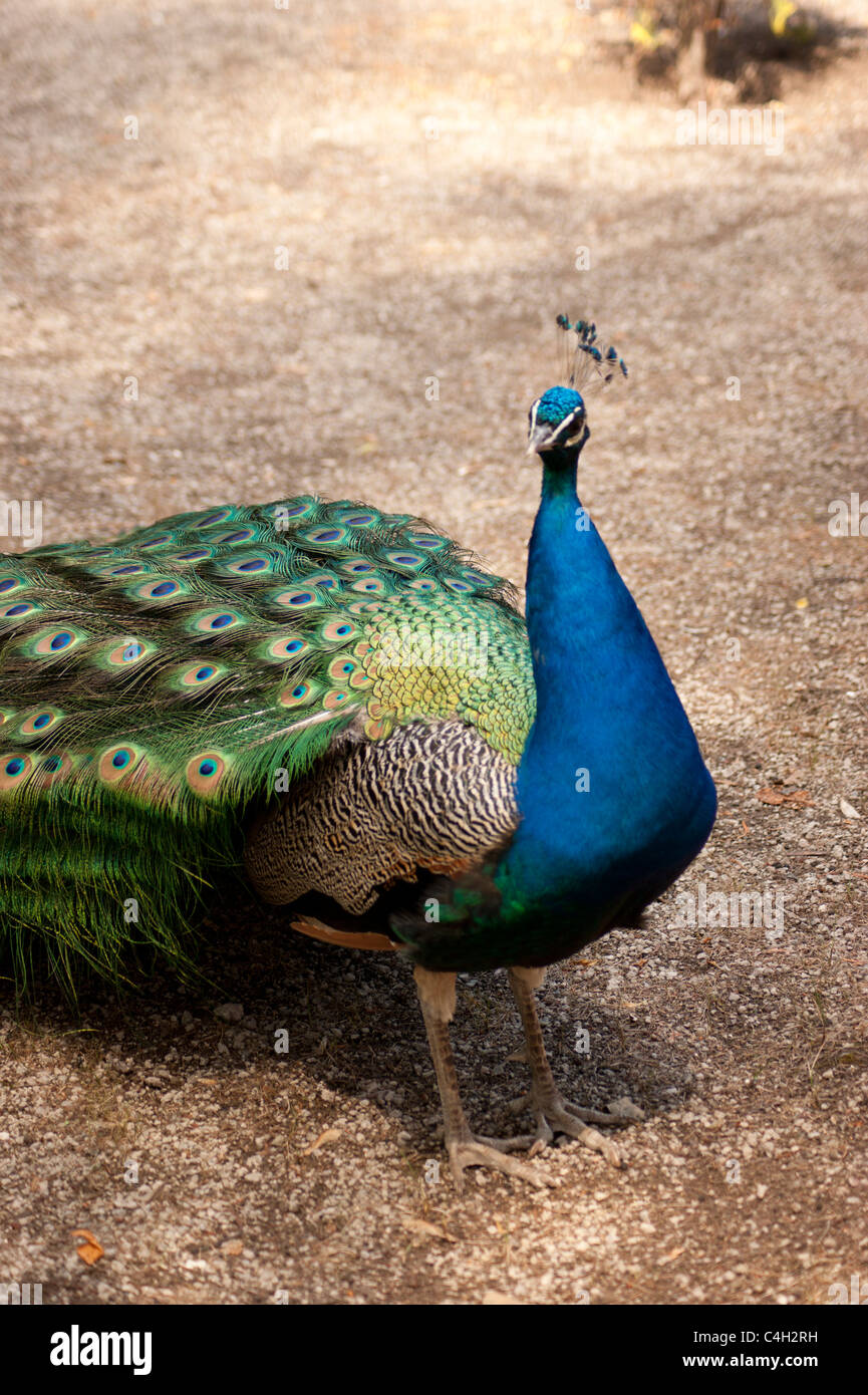 Bird captivity hi-res stock photography and images - Alamy