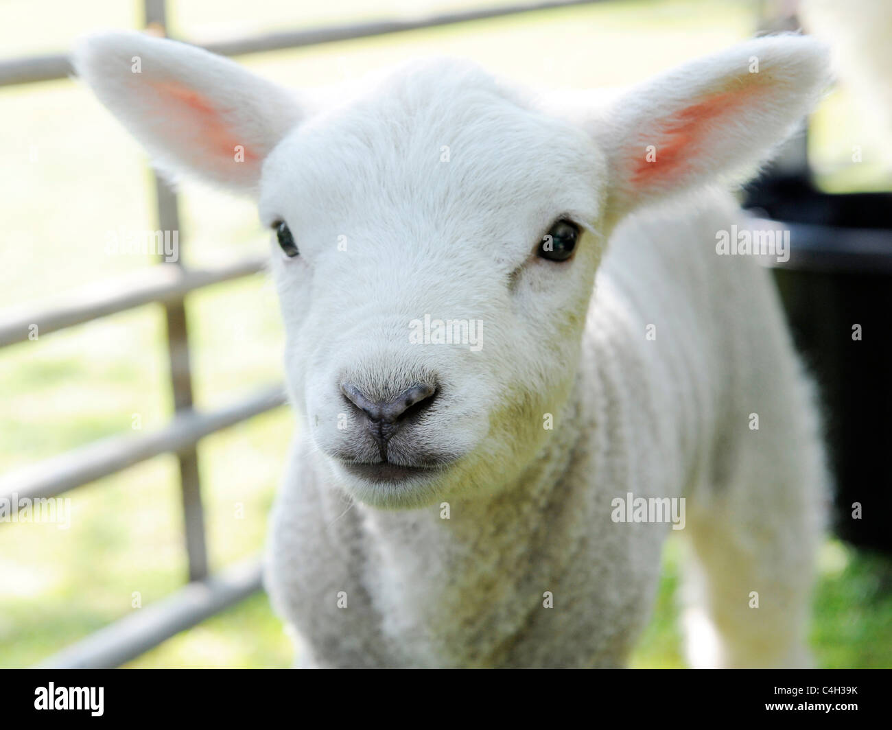 Baby lamb hi-res stock photography and images - Alamy