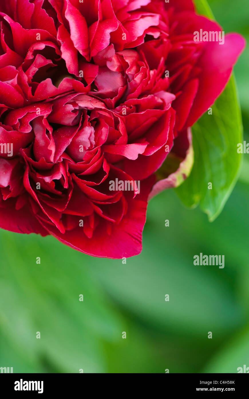 Peony Field Stock Photos & Peony Field Stock Images - Alamy