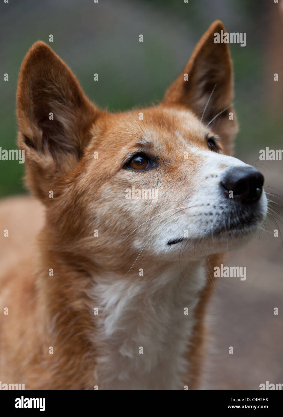Dingo hi-res stock photography and images - Alamy