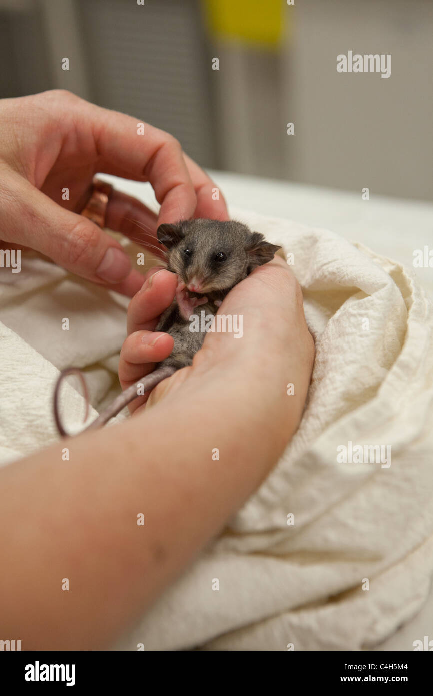 Mountain Pygmy Possum being tagged at Healesville Sanctuary, Australia ...