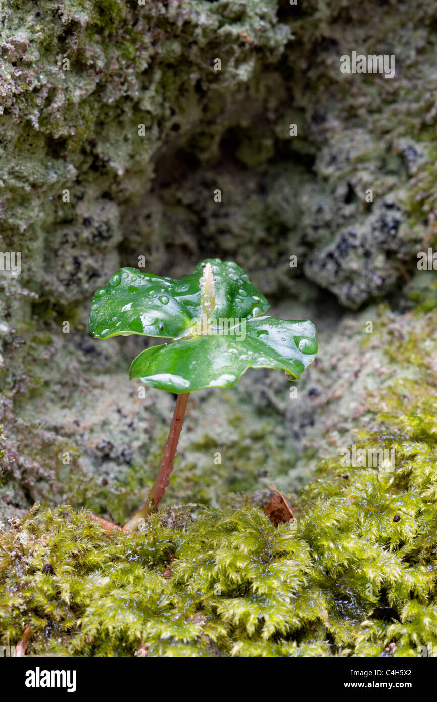 Beech seedling Fagus sylvatica Stock Photo - Alamy