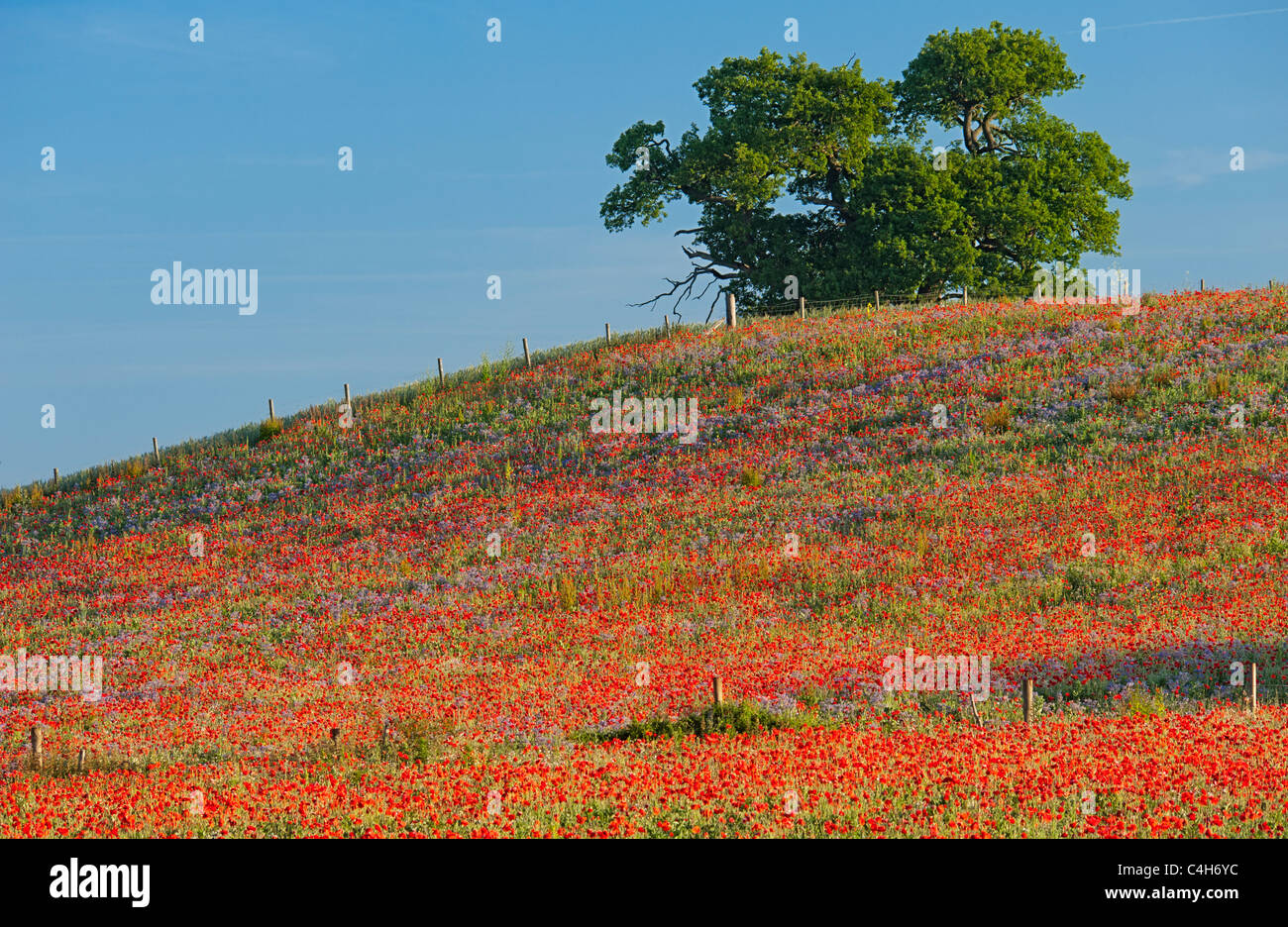 Tree poppy hi-res stock photography and images - Alamy
