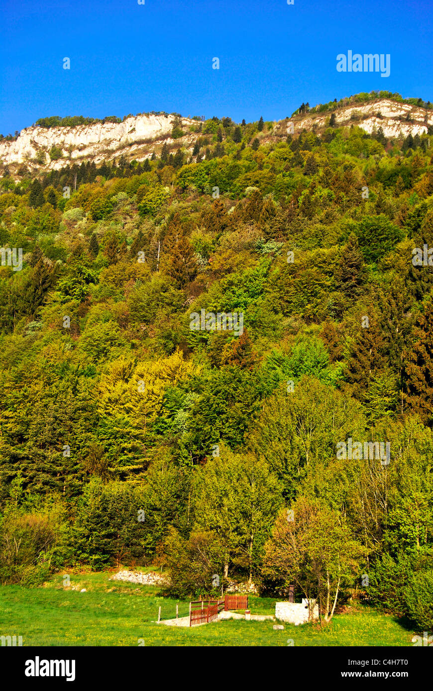 Aspen and evergreen trees in Trentino Alto Adige, Italy Stock Photo - Alamy