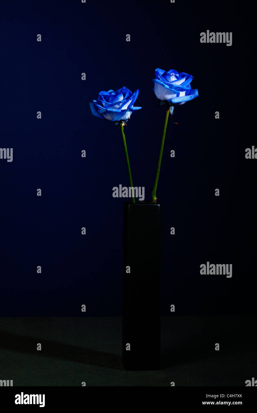 BLUE ROSES IN BLACK VASE Stock Photo - Alamy