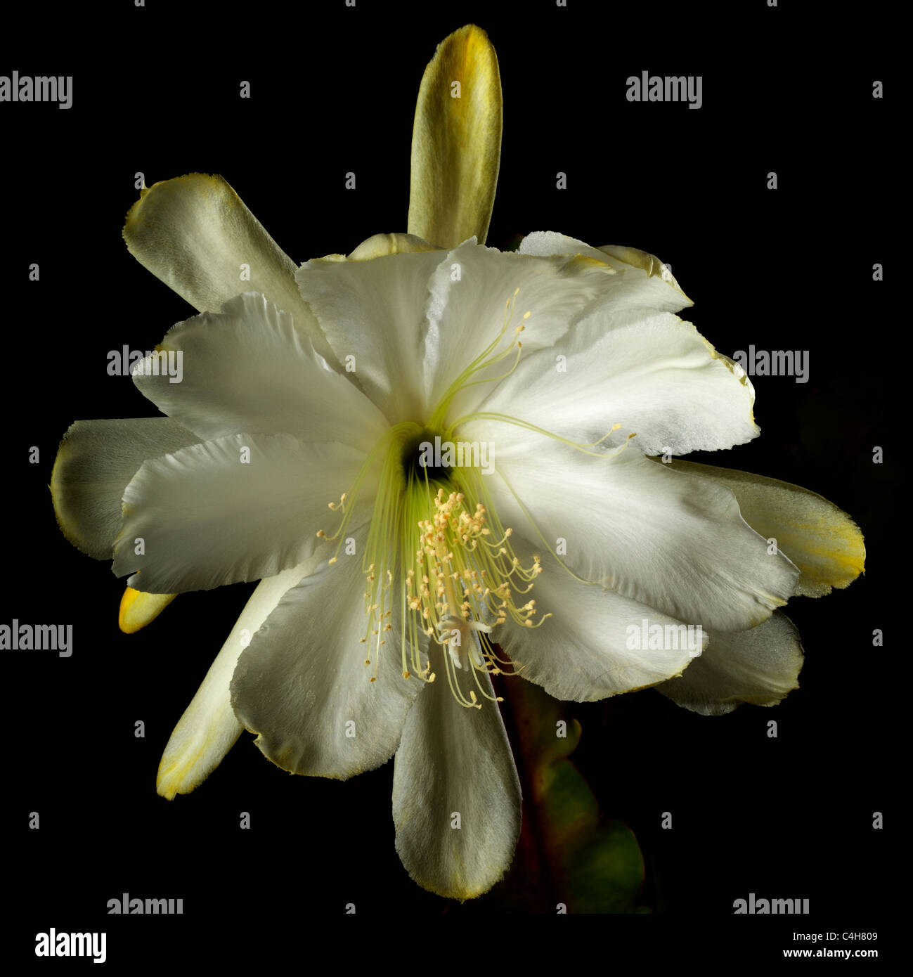 Orchid cactus hi-res stock photography and images - Alamy