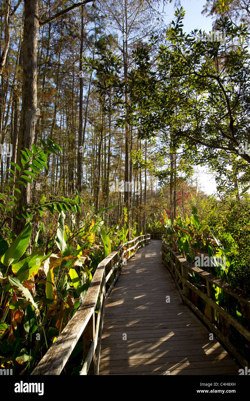 Boardwalk nature trail, Corkscrew Swamp Sanctuary trail, Florida, USA ...