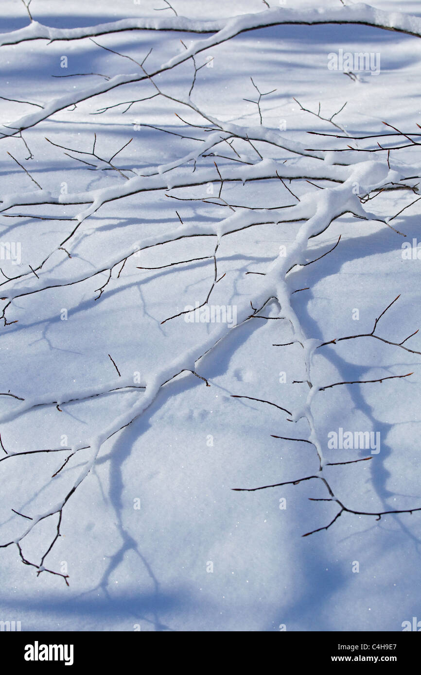 Snowy branch covered with snow, winter scene Stock Photo - Alamy