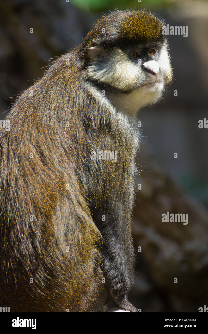 Guenon hi-res stock photography and images - Alamy