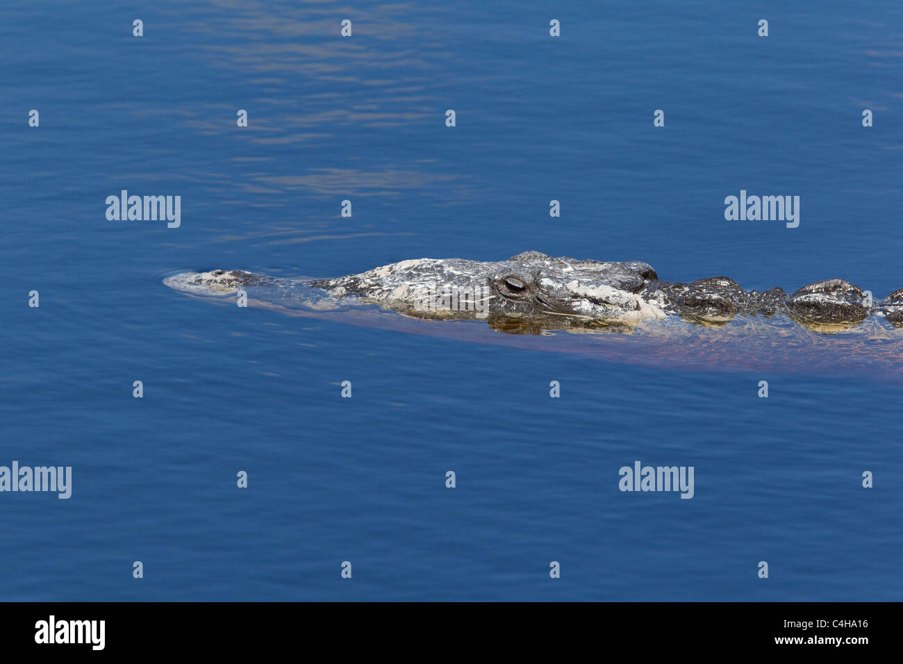Large crocodile, Crocodylus acutus, swimming in blue water, Everglades ...