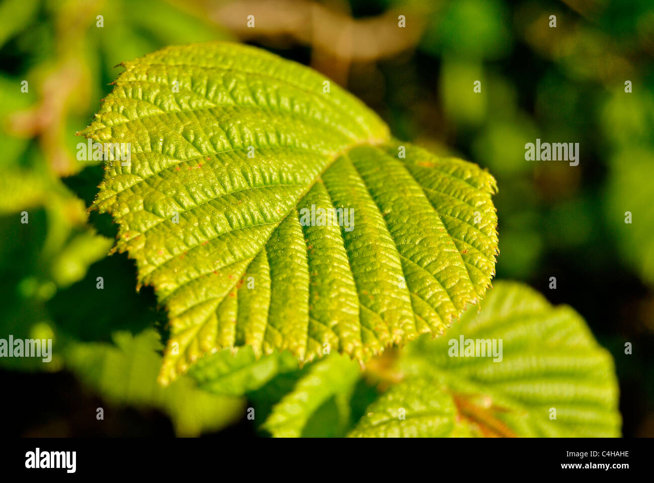 red and green hazel leaf as background Stock Photo - Alamy