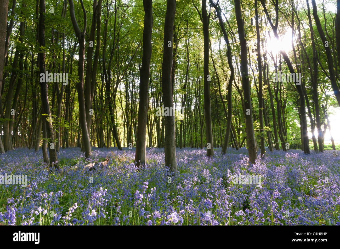 West Sussex Bluebells spring forest scene Stock Photo - Alamy