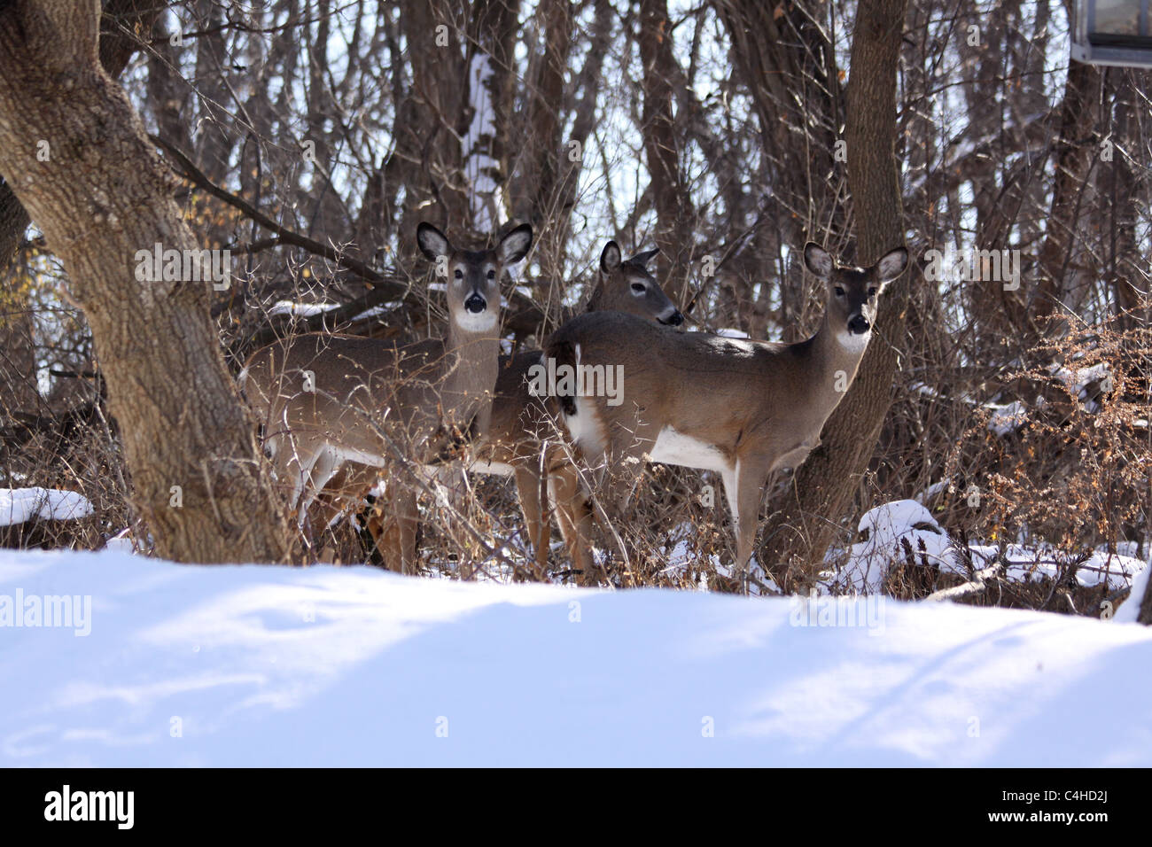 Small doe hi-res stock photography and images - Alamy