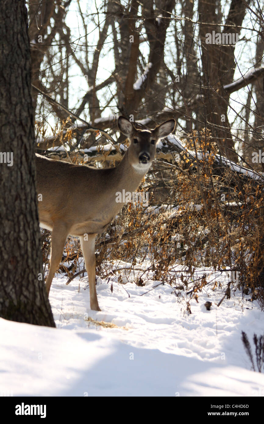 Deer looking at tree hi-res stock photography and images - Alamy