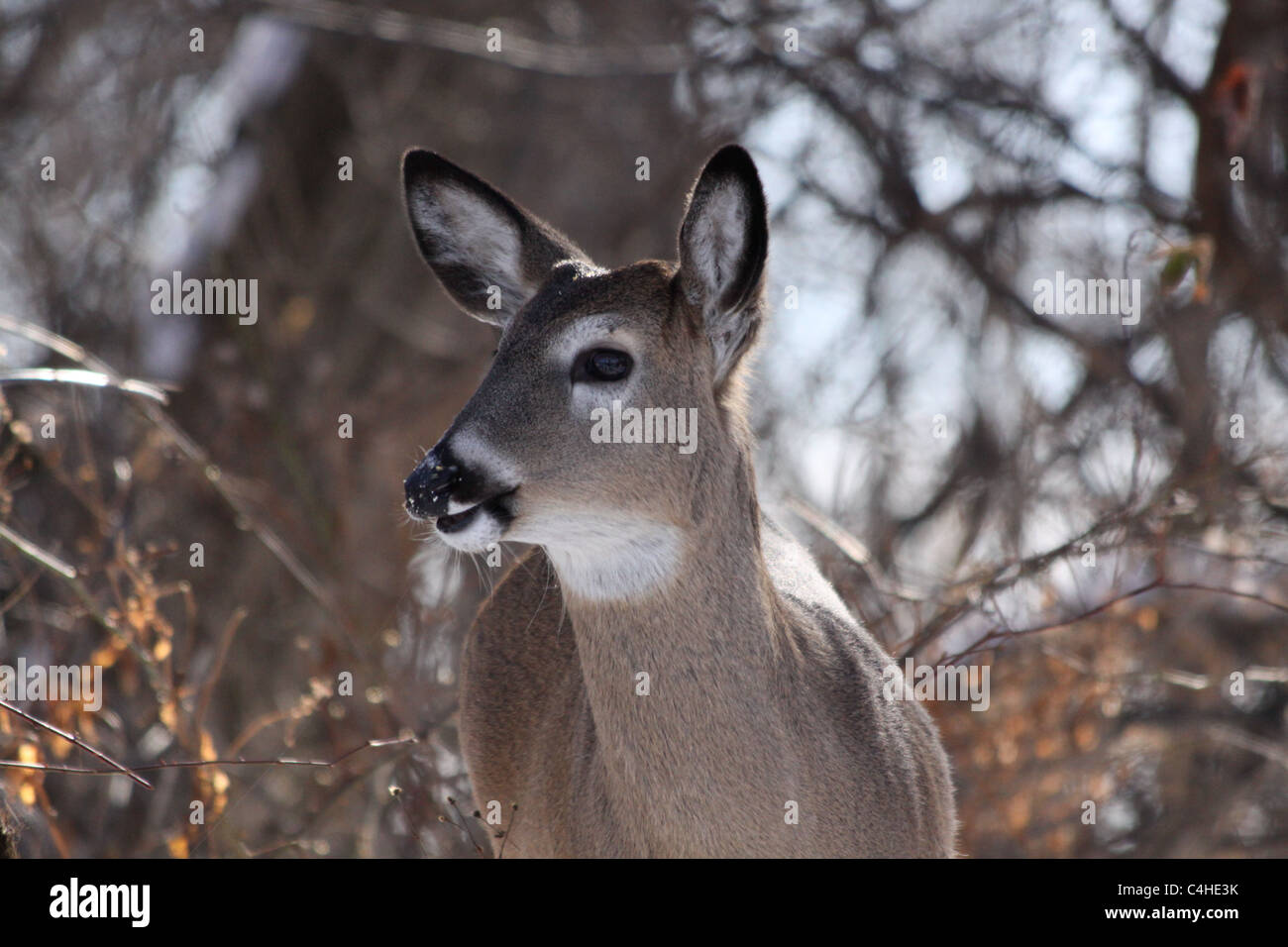 Alert white tail deer doe standing in the winter woods Stock Photo - Alamy