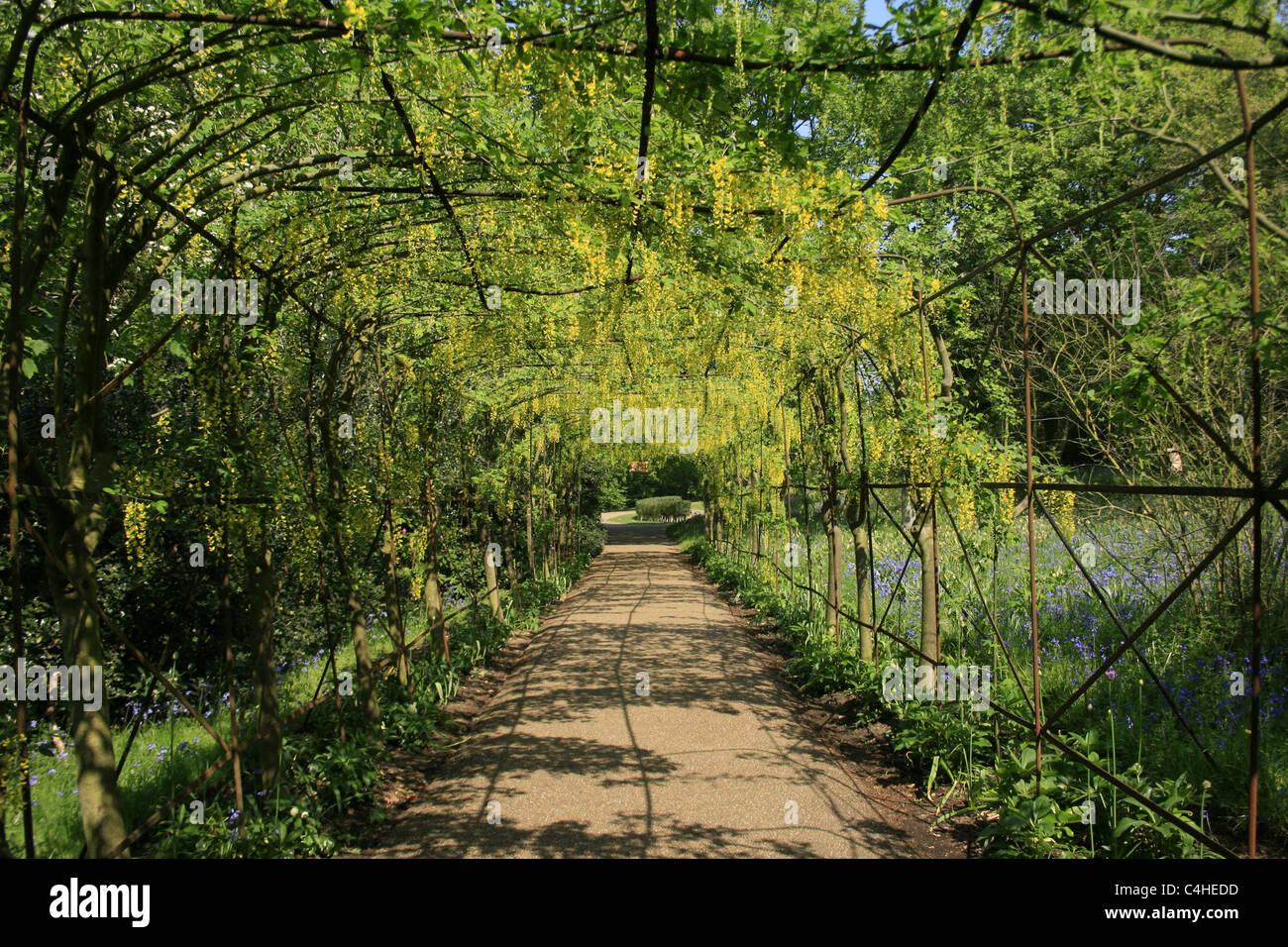 The John Beer Laburnum walk situated in Pembroke Lodge Gardens in ...