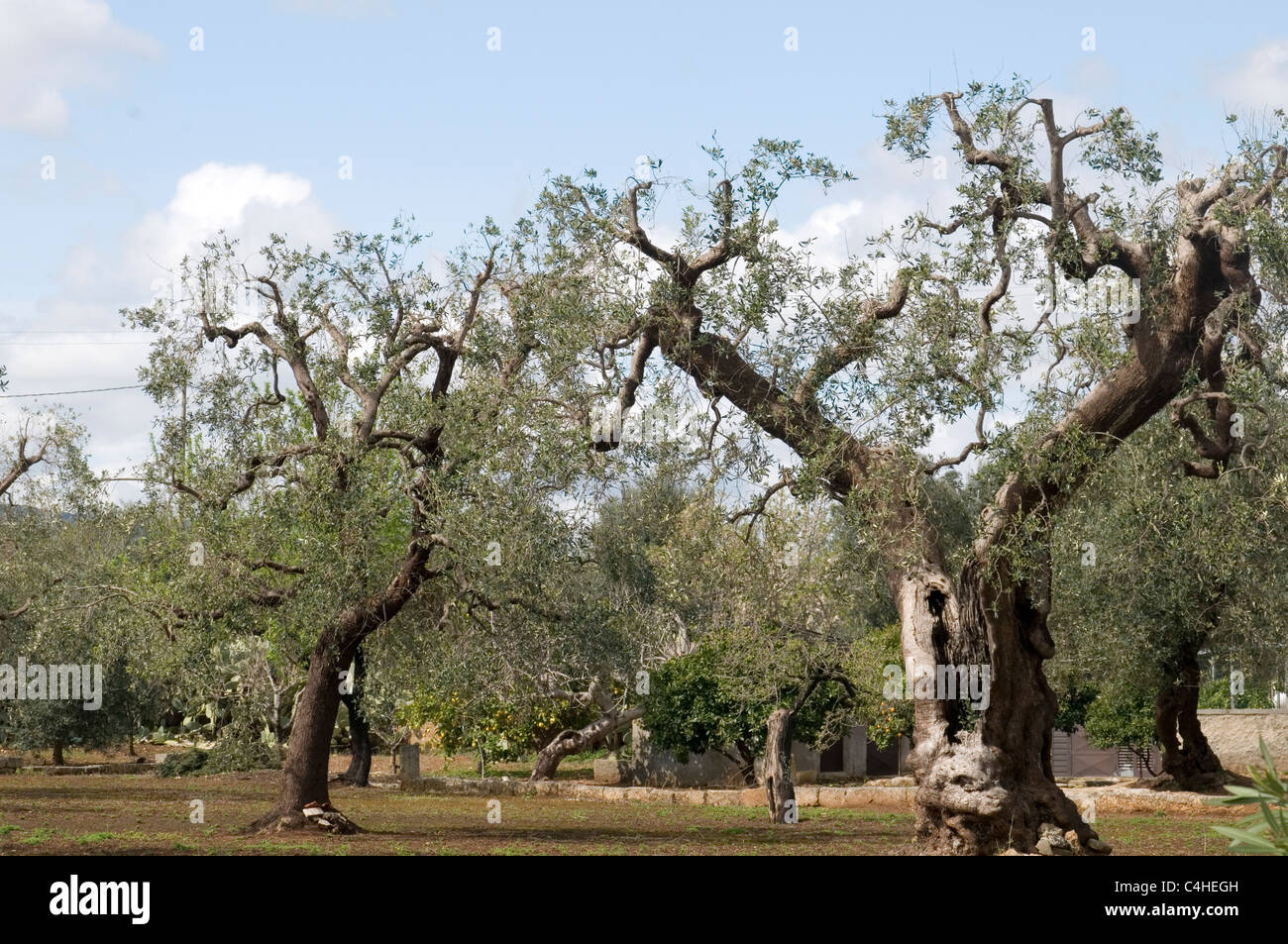 olive tree trees grove groves twisted old gnarly gnarled southern italy ...