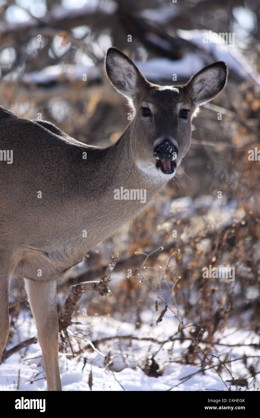 Deer chewing close hi-res stock photography and images - Alamy