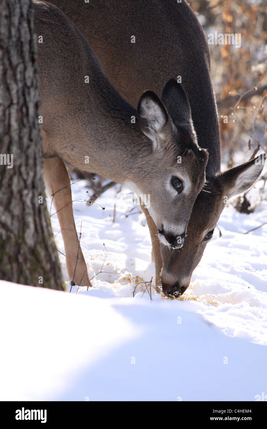 pair of white tail deer doe eating near a tree in the winter woods ...