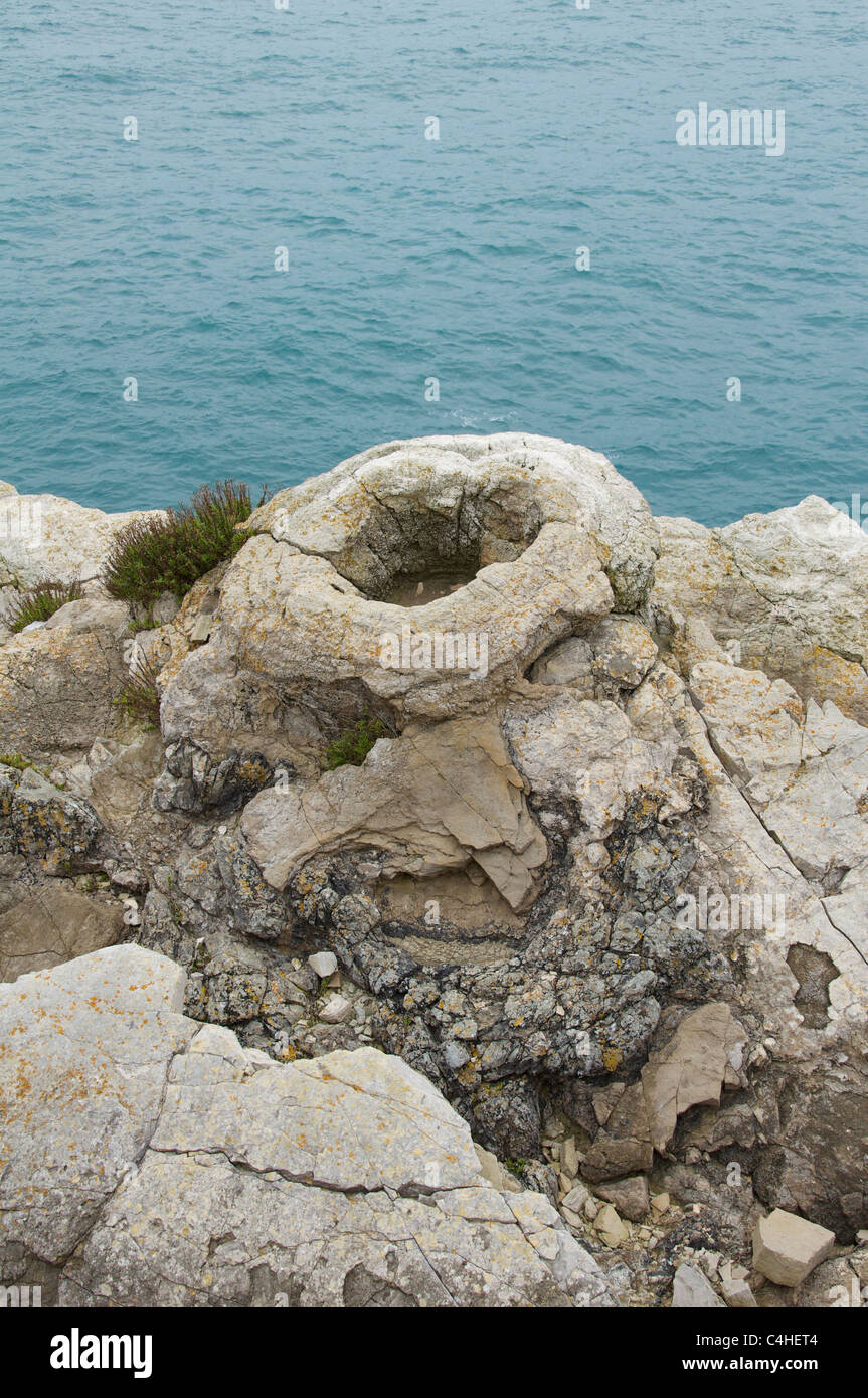 The Fossil Forest, Lulworth Cove, Dorset. The ring shapes are the ...