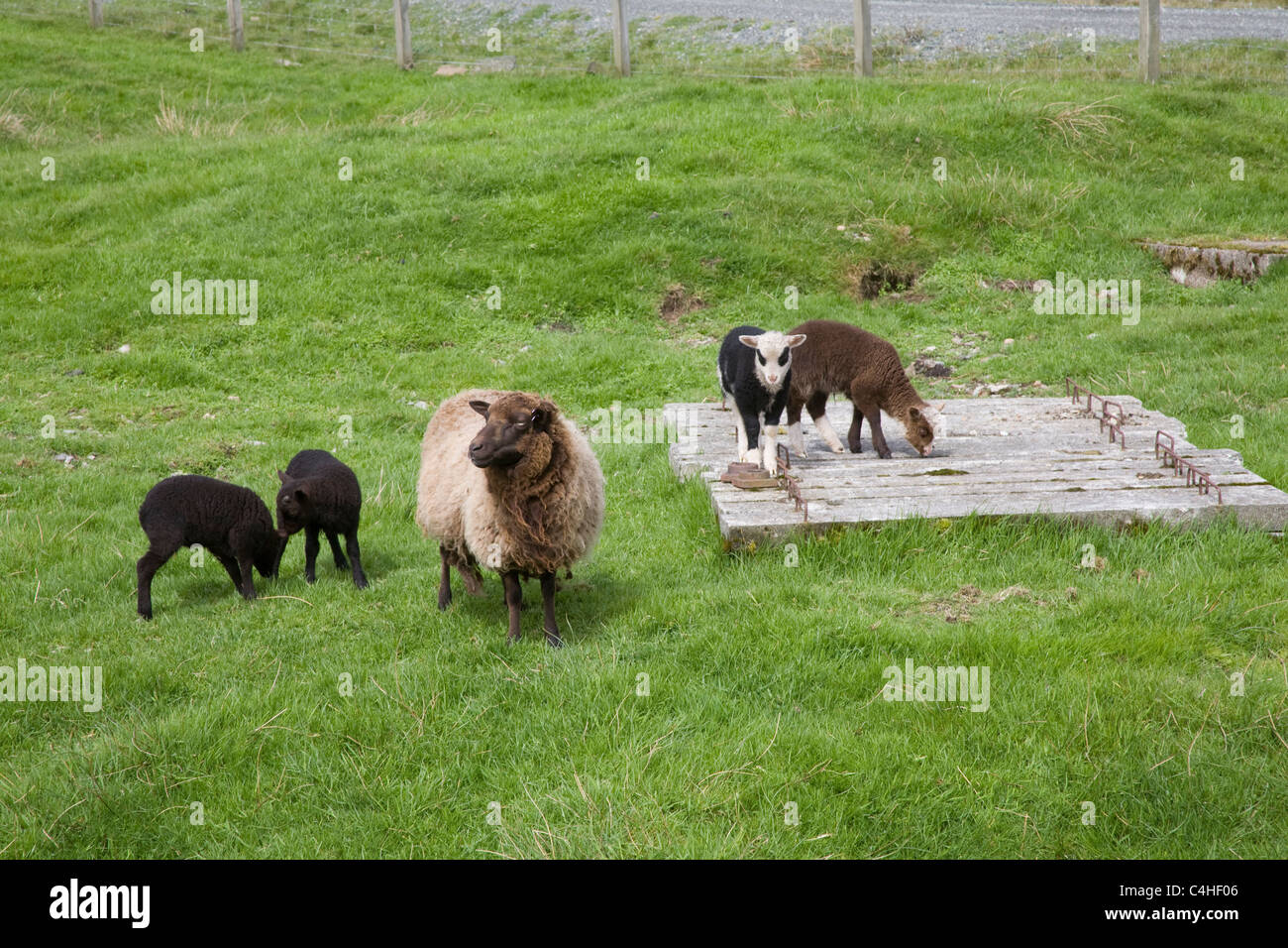 Shetland Isles sheep breed ewe and four lambs black and brown wool ...