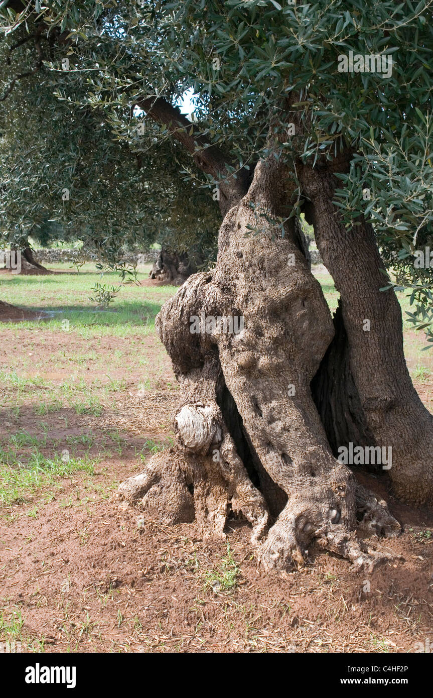 olive tree trees grove groves twisted old gnarly gnarled southern italy ...