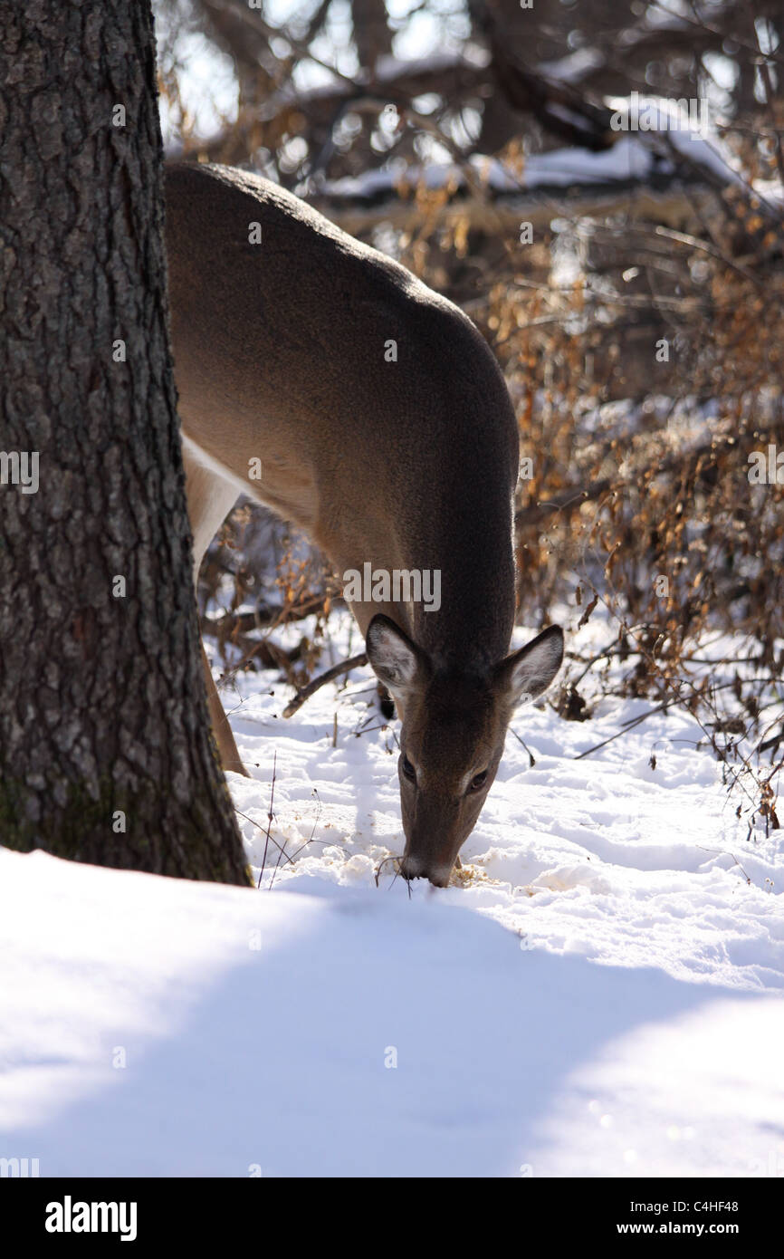 Foraging deer tree hi-res stock photography and images - Alamy