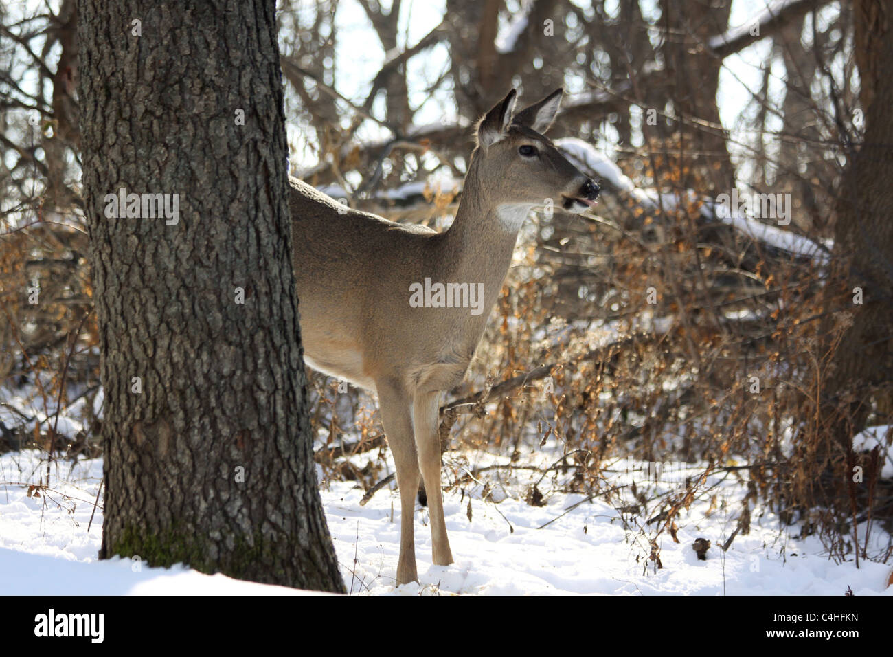 White tail deer behind hi-res stock photography and images - Alamy