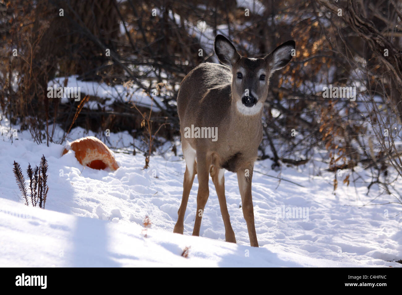 Alert white tail deer doe passes a pumpkin while foraging for food in ...