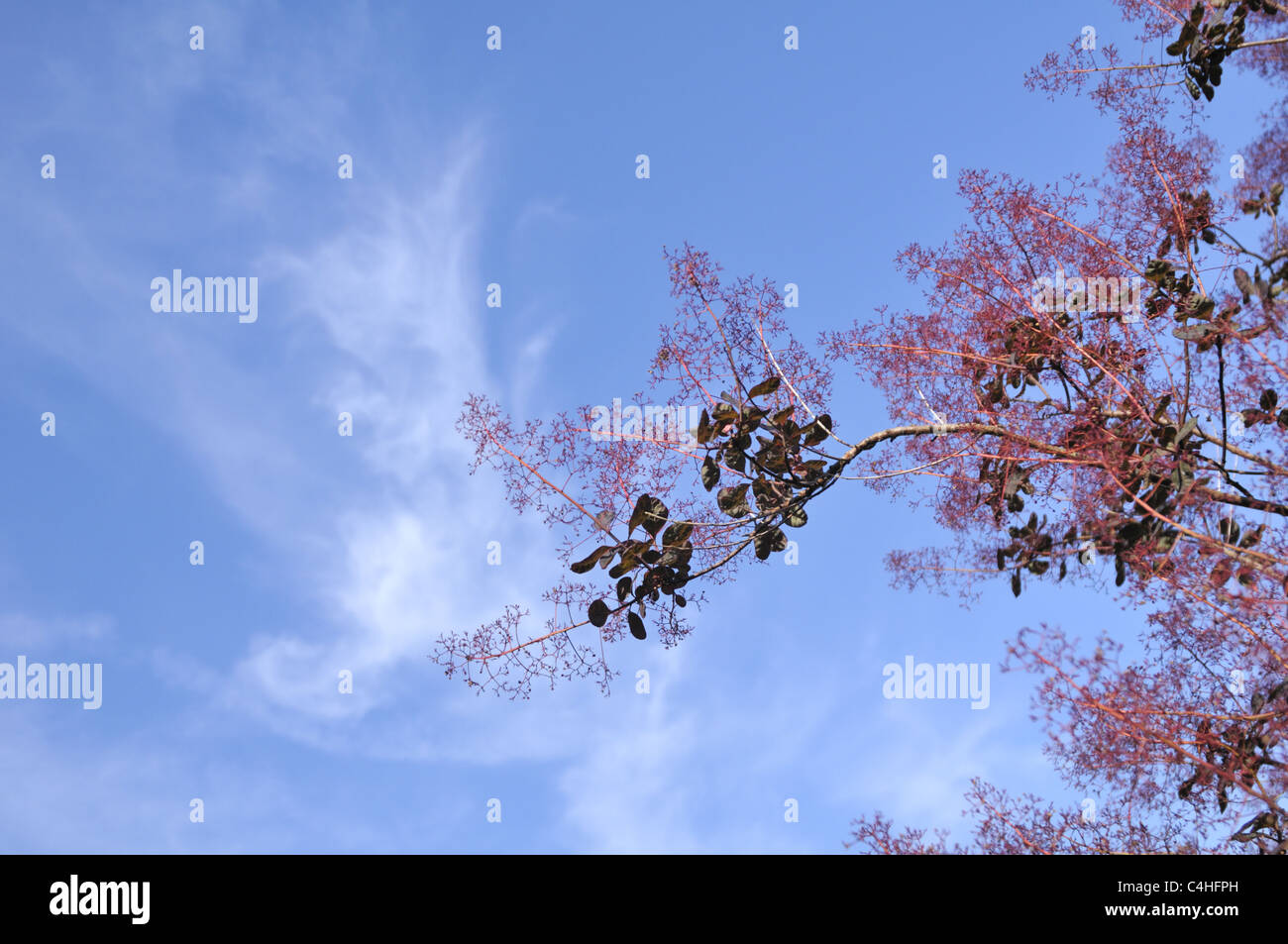Cotinus coggygria commonly called Smoketree or Smoke Bush covered in ...