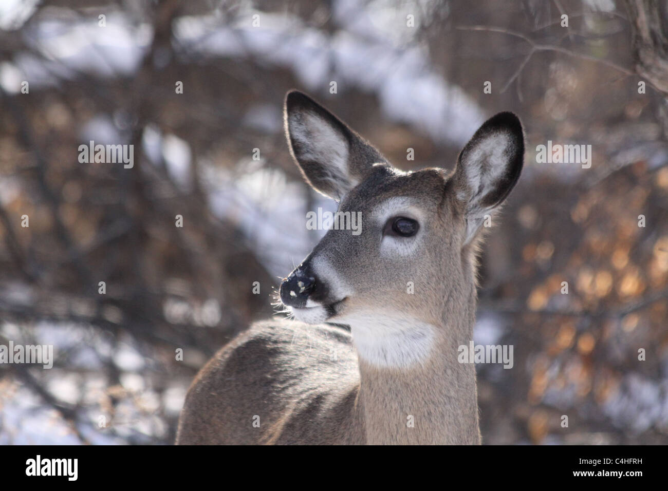 Doe standing hi-res stock photography and images - Alamy