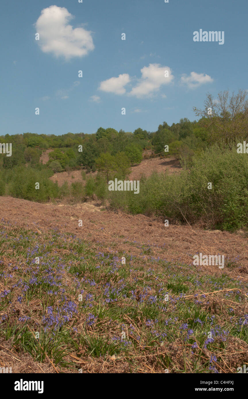 Woolbeding Common near Redford, Sussex, UK. April. Bluebells (Endymion ...