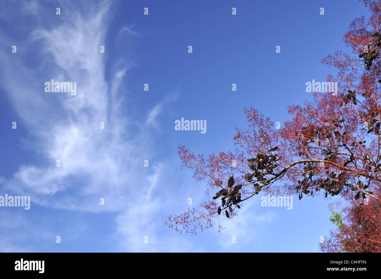 Cotinus coggygria commonly called Smoketree or Smoke Bush covered in ...
