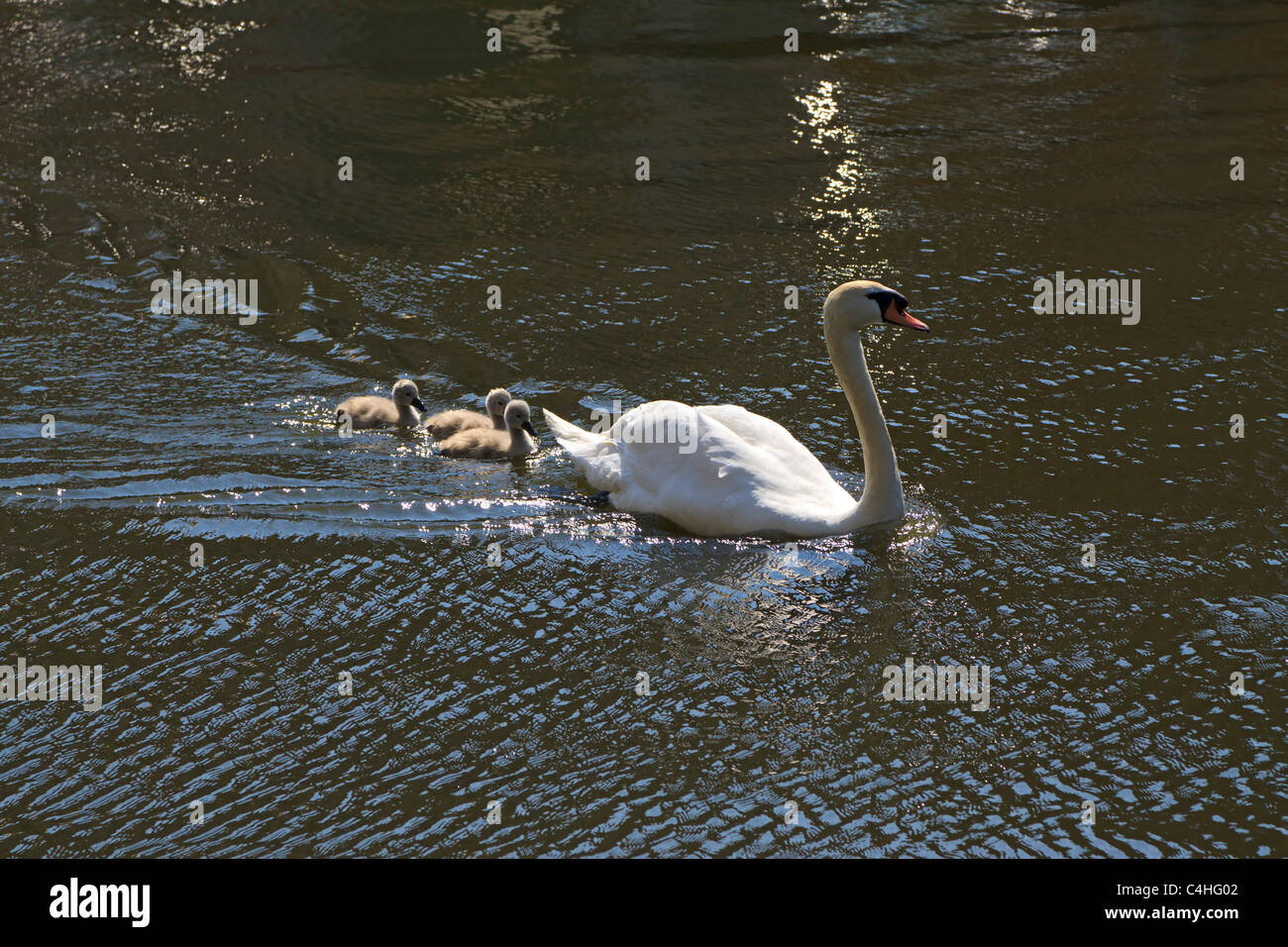 Mute Swan, Cygnus olor, swimming with three cygnets following Stock Photo - Alamy