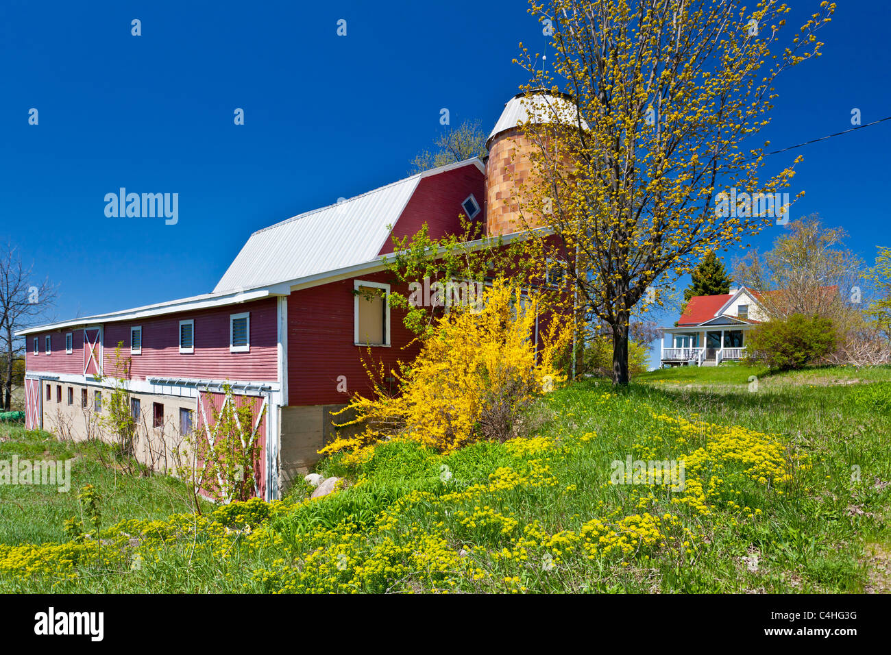 A barn with spring Forcythia bushes on the Old Mission Peninsula near ...