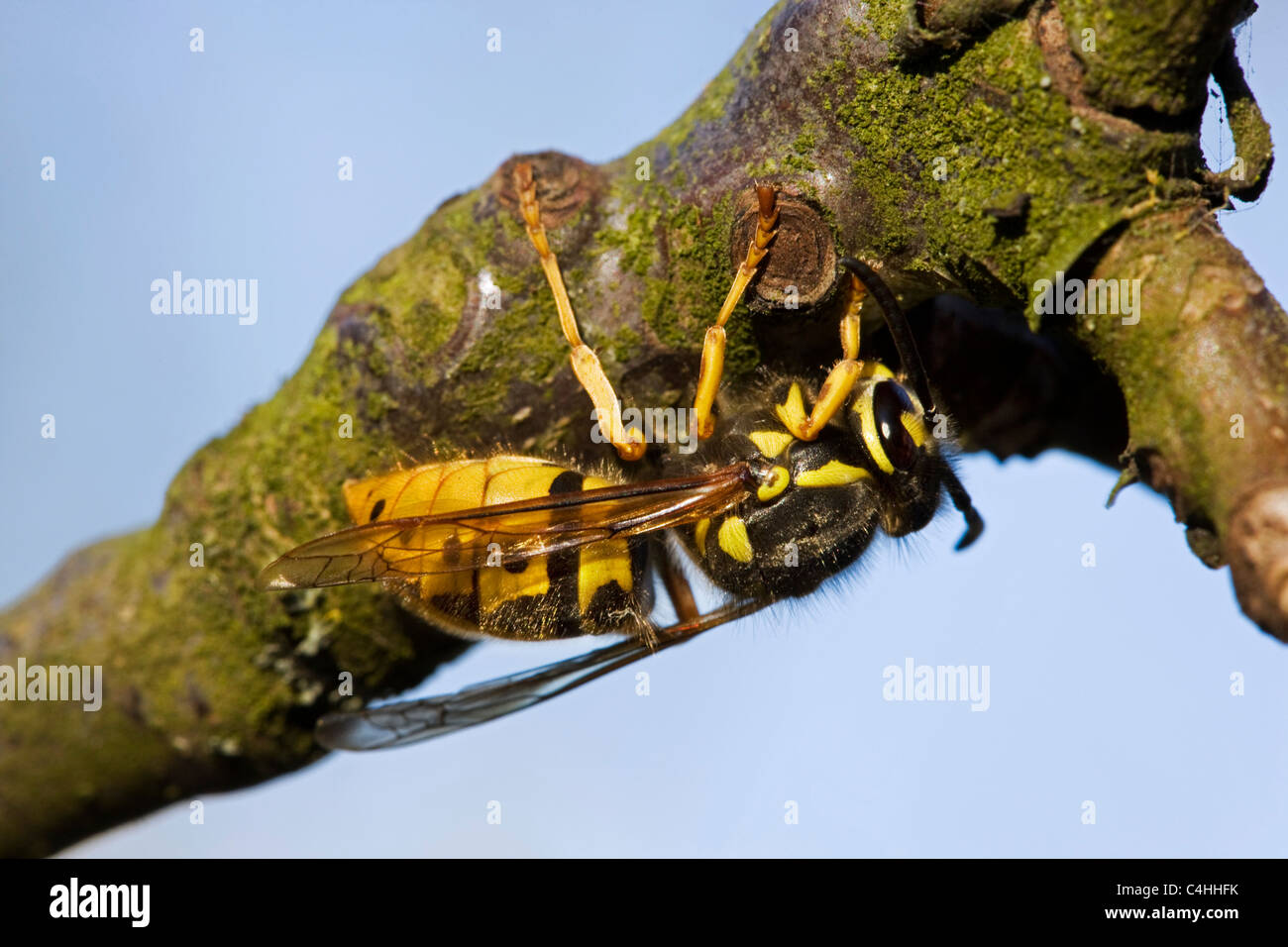 Queen wasp hi-res stock photography and images - Alamy