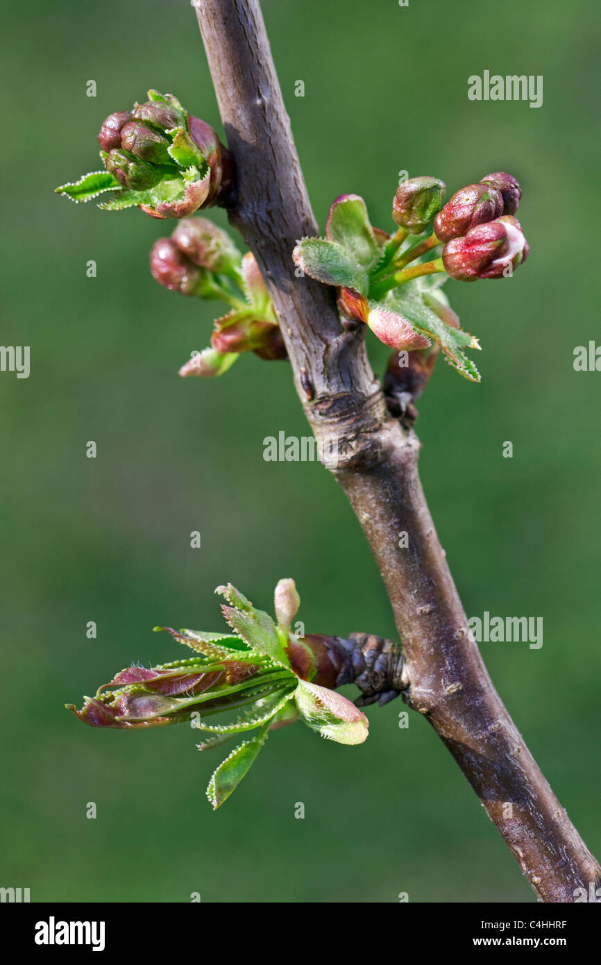 Wild cherry / Sweet cherry (Prunus avium) buds bursting, and flowers ...