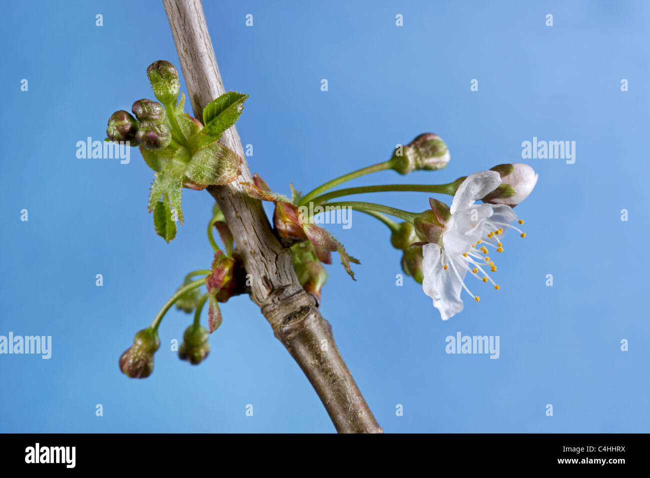 Wild cherry / Sweet cherry (Prunus avium) buds bursting, and flowers ...