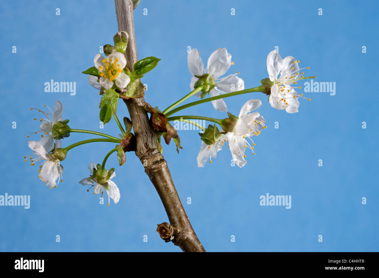Wild cherry / Sweet cherry (Prunus avium) buds bursting, and flowers ...