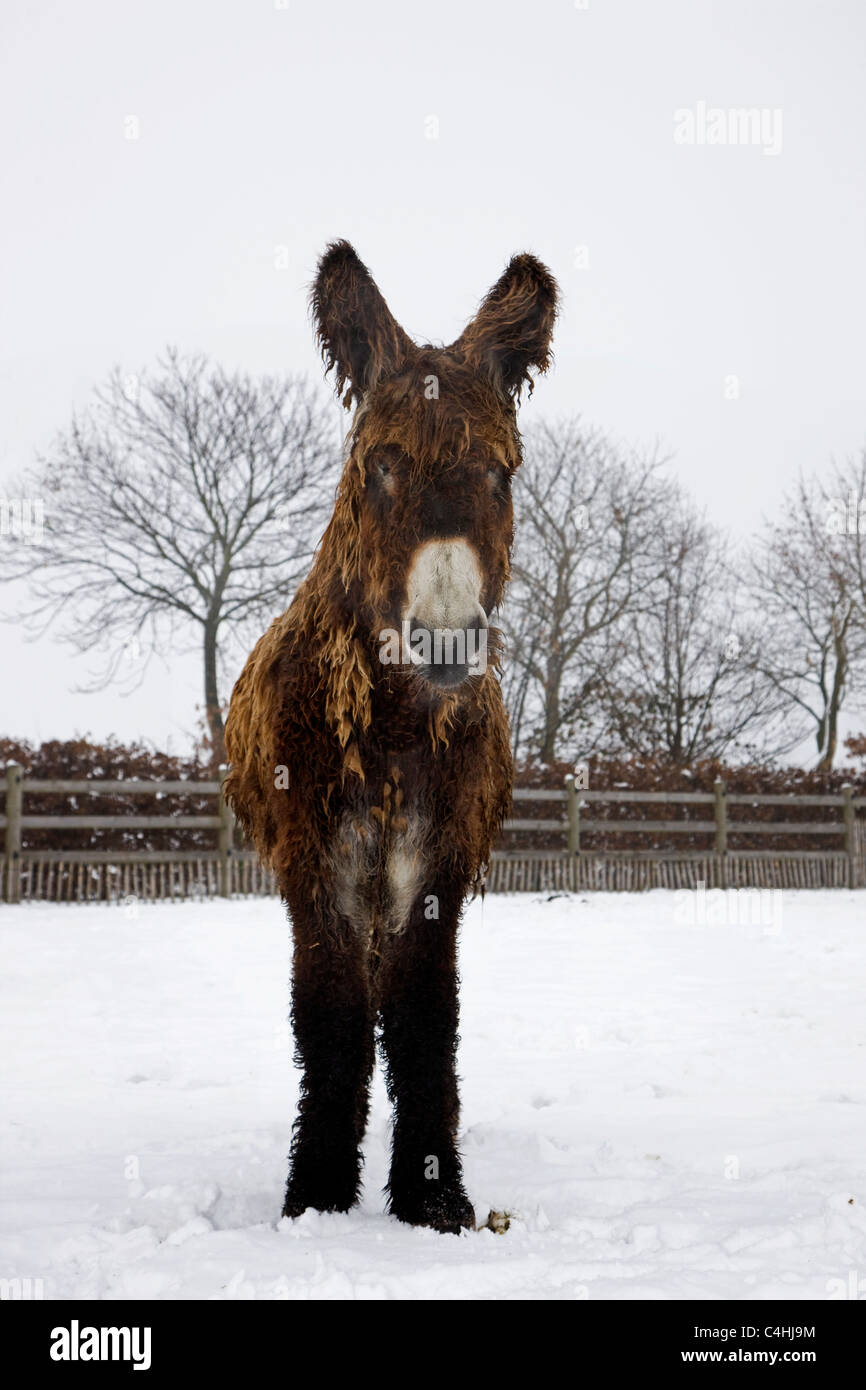 Baudet de Poitou / Poitou Ass / Donkey / Poitevin / Mammoth Donkey ...