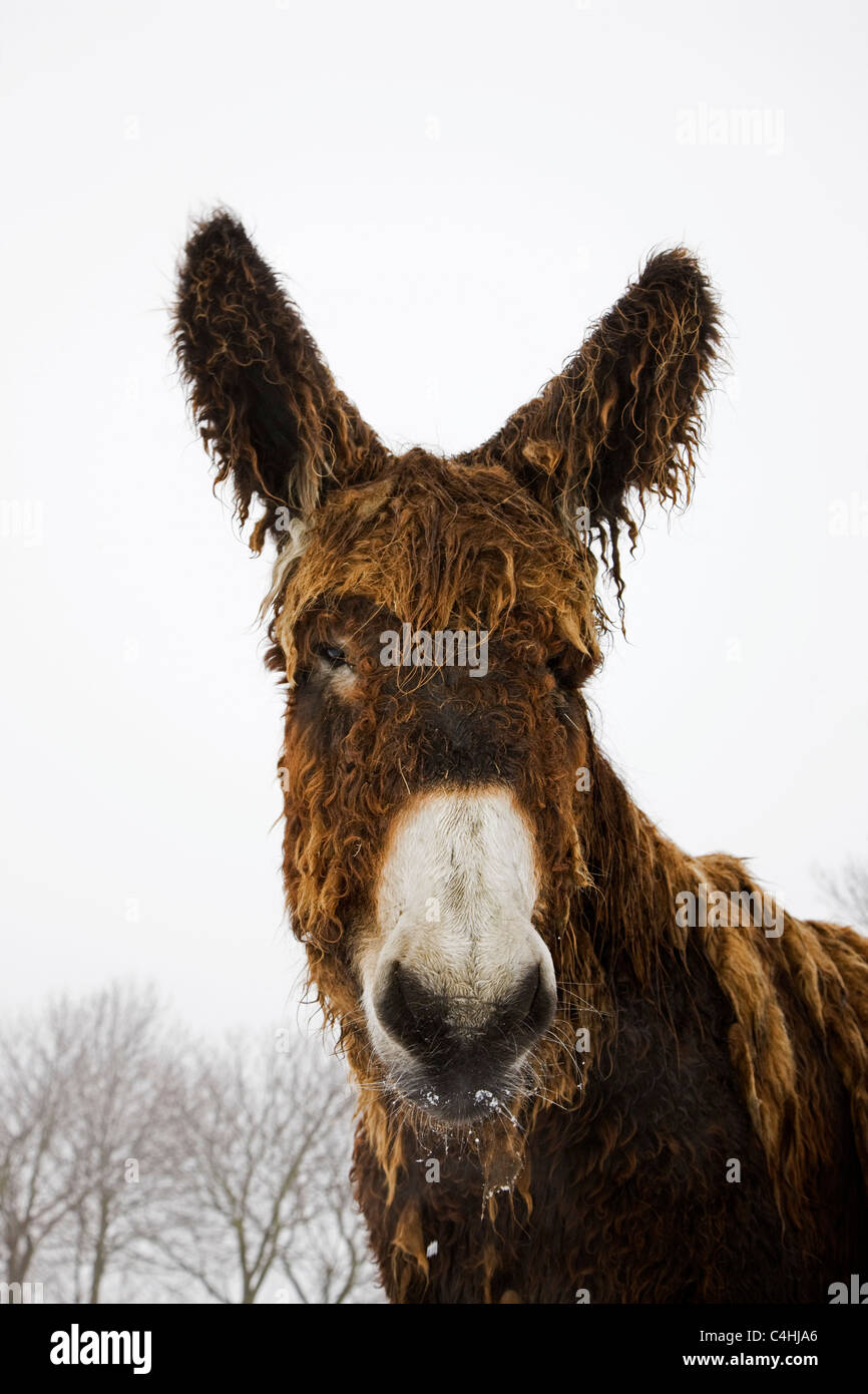 Baudet de Poitou / Poitou Ass / Donkey / Poitevin / Mammoth Donkey ...