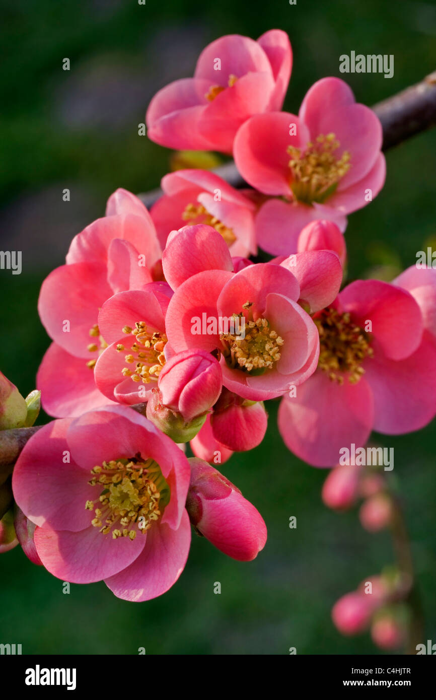 Japanese quince chaenomeles japonica hi-res stock photography and ...
