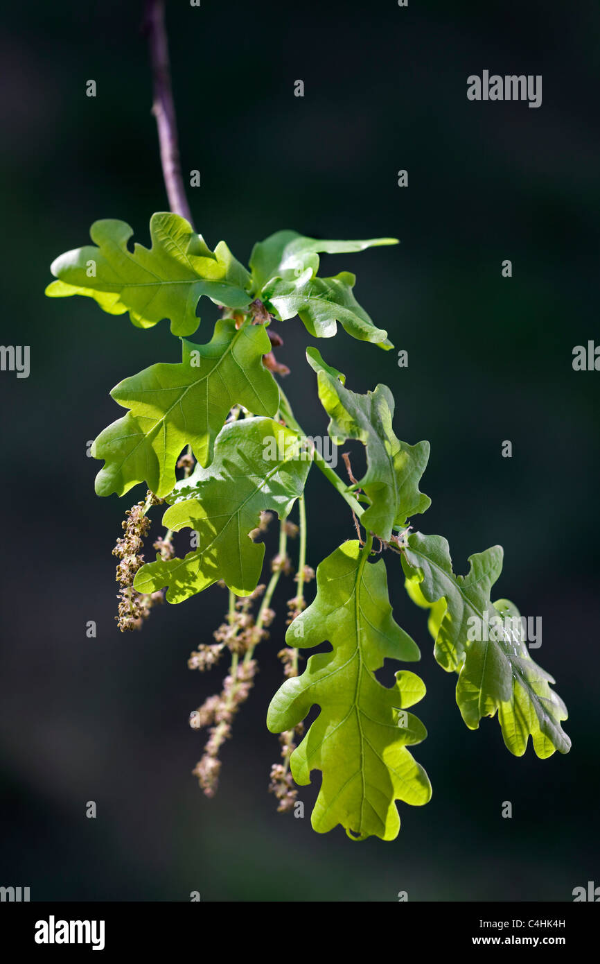 Leaves quercus robur hi-res stock photography and images - Alamy