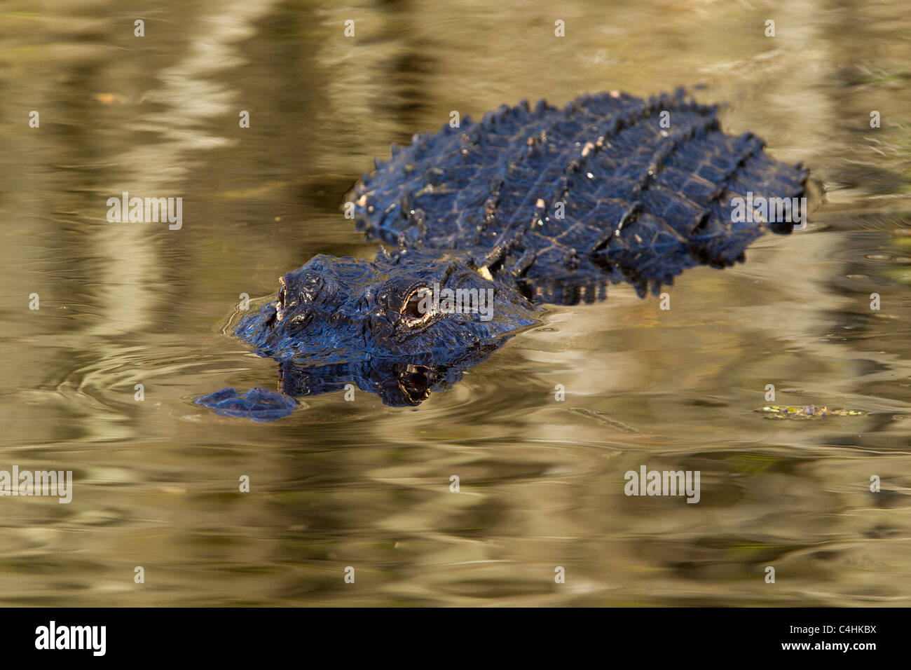 American alligator, Alligator mississippiensis, floating in water in ...