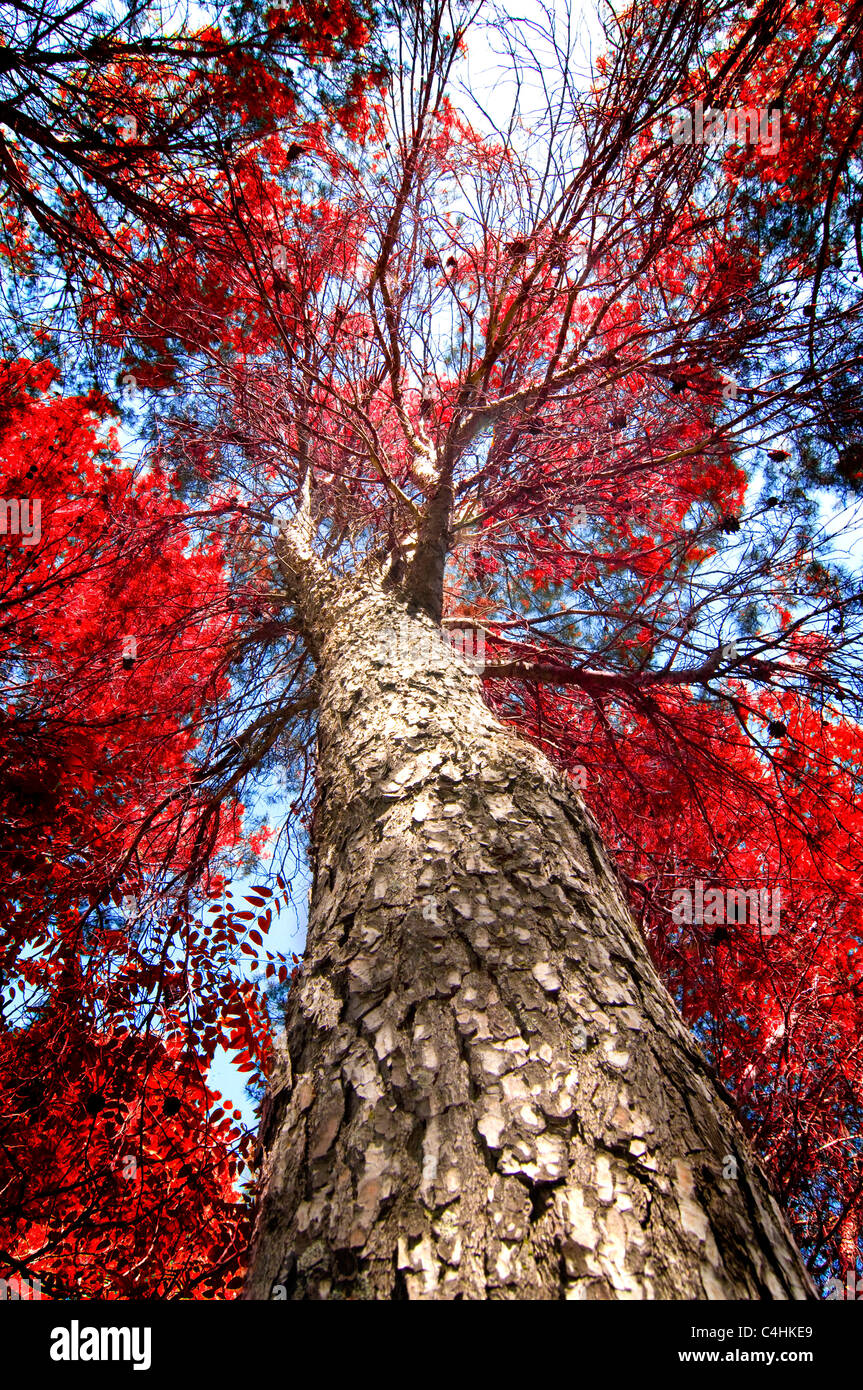 Red pine, background nature Stock Photo - Alamy