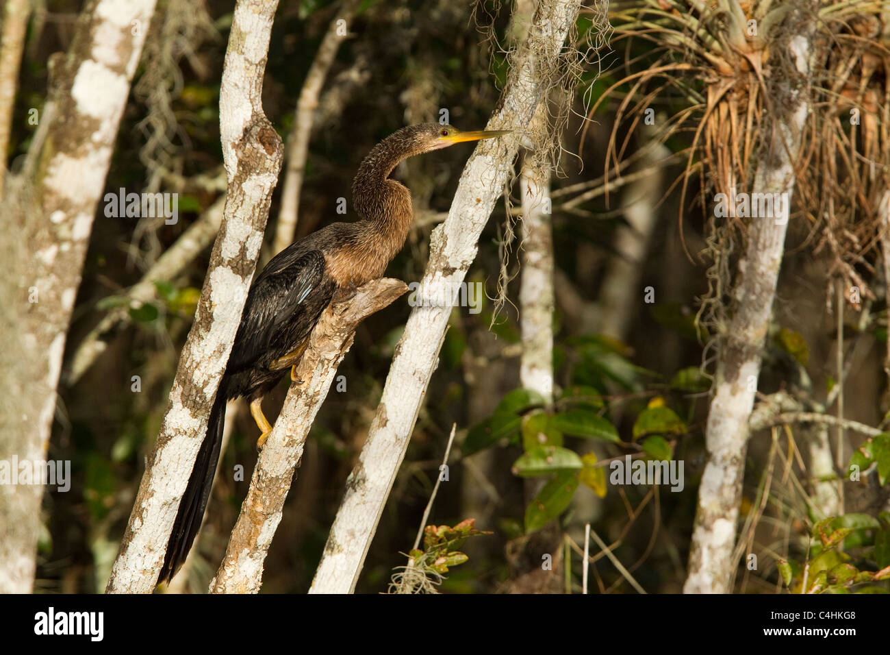 Big cypress national park hi-res stock photography and images - Alamy